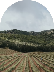 Wine making – Del Rio Vineyards